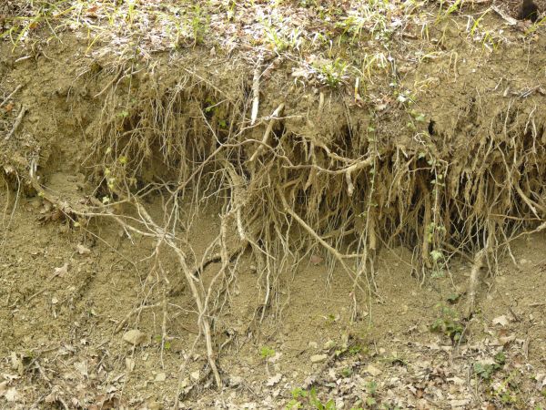 grey dirt texture 0034 - Texturelib